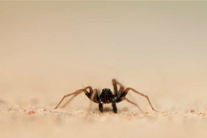 17 Small Spider Species With Photos! | Spiders Planet