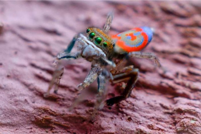 11 Best Pet Spiders For Beginners | Spiders Planet