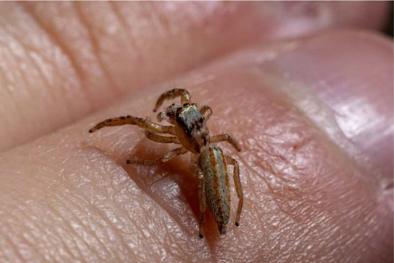 8 Reasons Why Jumping Spiders Make Good Pets?