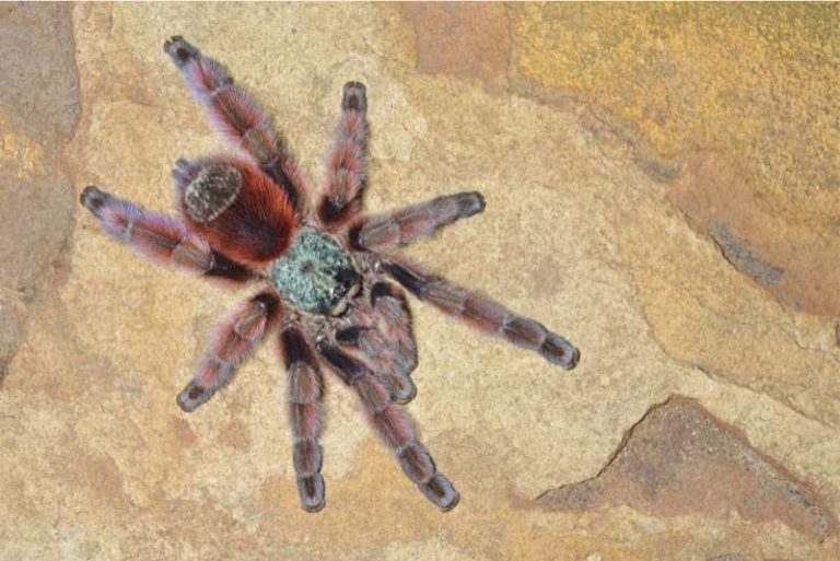 11 Best Pet Spiders For Beginners | Spiders Planet