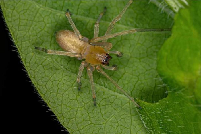 17 Small Spider Species With Photos! | Spiders Planet