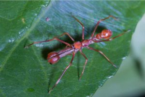 17 Small Spider Species With Photos! | Spiders Planet