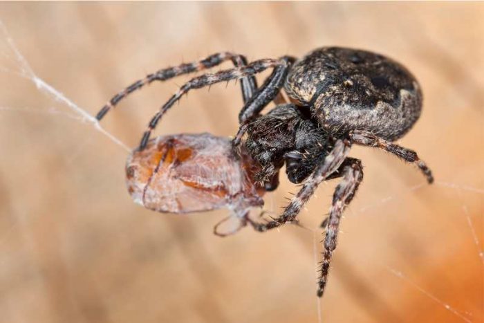 17 Small Spider Species With Photos! | Spiders Planet