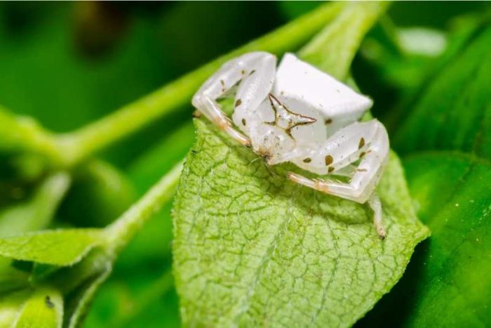 17 Small Spider Species With Photos! | Spiders Planet