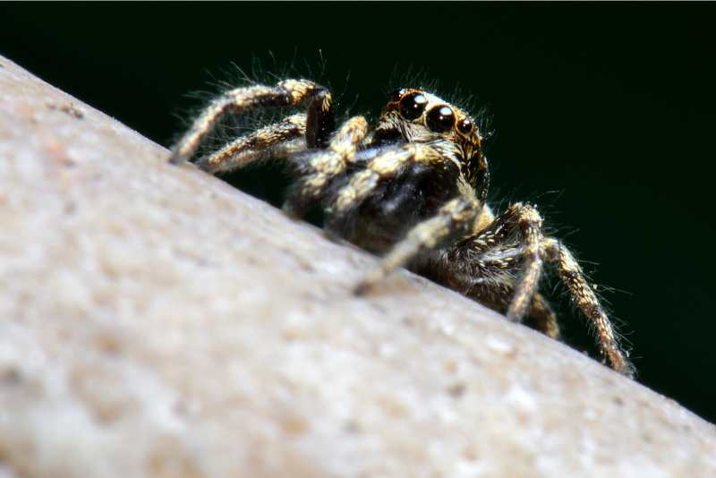 7 Largest Jumping Spiders In The World | Spiders Planet