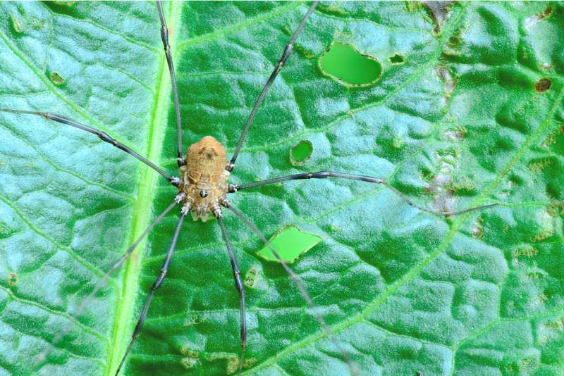 The Bunny Harvestman Spider! What Is It? | Spiders Planet