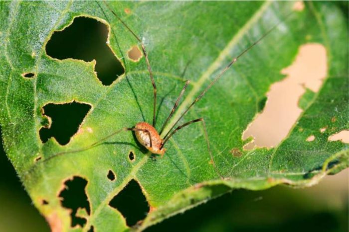 The Bunny Harvestman Spider! What Is It? | Spiders Planet