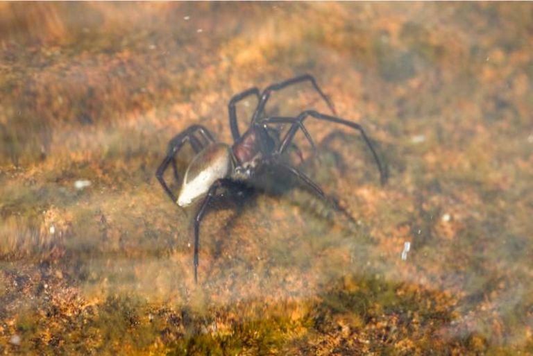 5 Spiders That Can Swim! Detailed Guide! | Spiders Planet