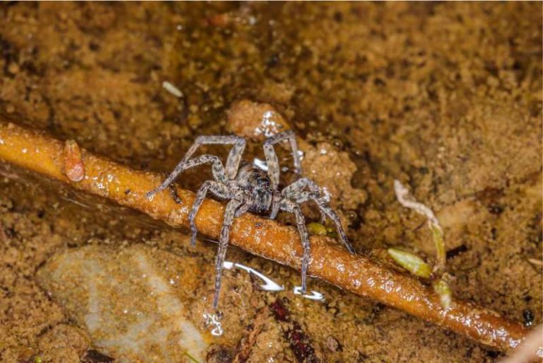 5 Spiders That Can Swim! Detailed Guide! | Spiders Planet