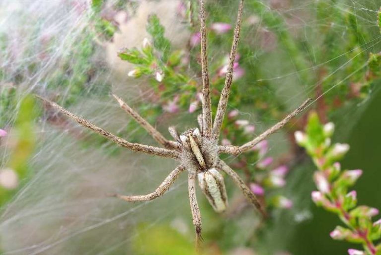 5 Spiders That Can Swim! Detailed Guide! | Spiders Planet