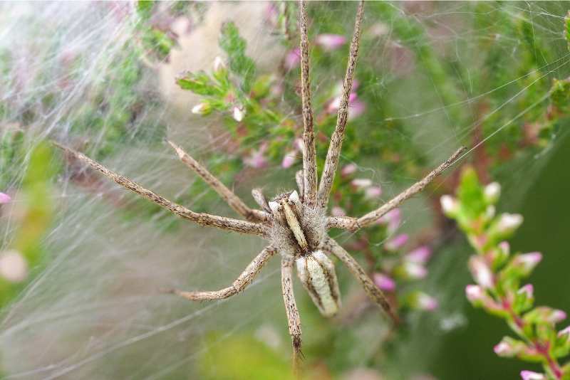 5 Spiders That Can Swim! Detailed Guide! | Spiders Planet