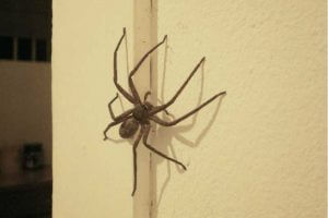 How Do Spiders Stick To Walls? | Spiders Planet