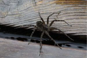 Dark Fishing Spider: Physical Description & Classification