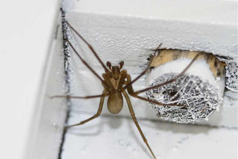 The Top 8 Giant Arachnids Of Texas With Images | Spiders Planet