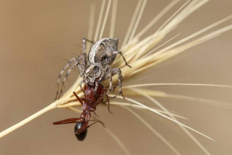 Do Spiders Eat Ants? Are They Healthy? | Spiders Planet