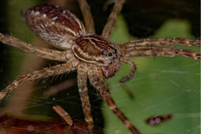 The Top 8 Giant Arachnids Of Texas With Images | Spiders Planet