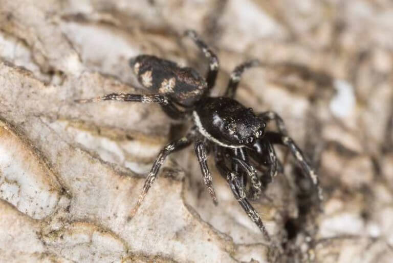 24 Black And White Spiders: The Ultimate Guide with Photos