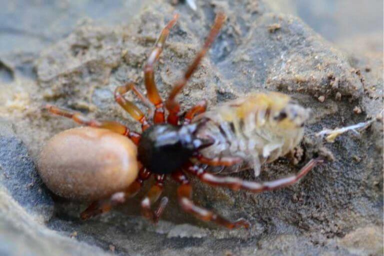 The Woodlouse Spider: What Is It? | Spiders Planet