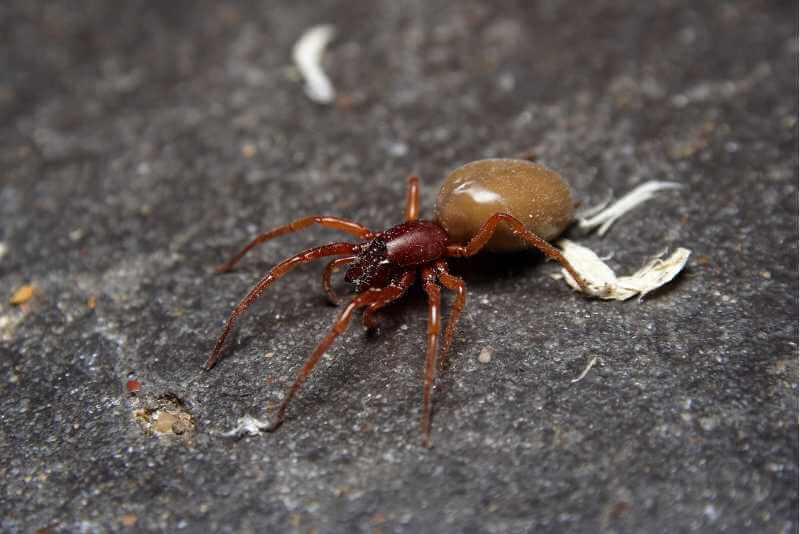 The Woodlouse Spider: What Is It? | Spiders Planet
