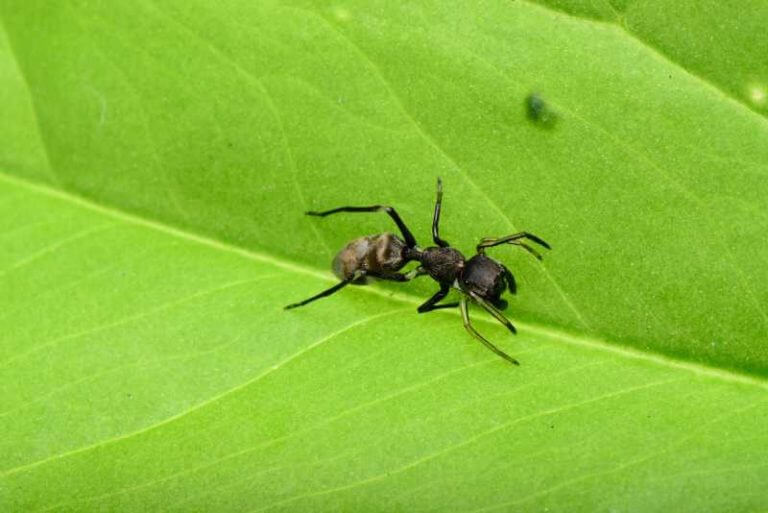 24 Black And White Spiders: Characteristics & Habitats | Spiders Planet