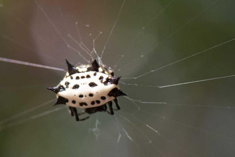 24 Black And White Spiders: Characteristics & Habitats | Spiders Planet