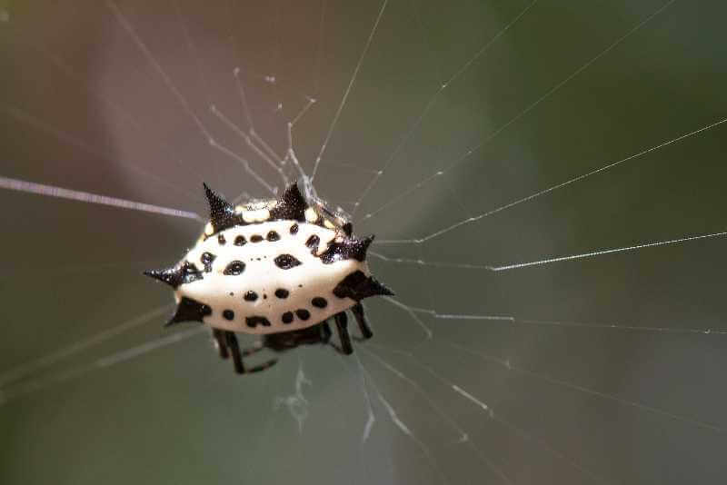 24 Black And White Spiders: The Ultimate Guide with Photos