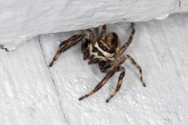 24 Black And White Spiders: The Ultimate Guide with Photos