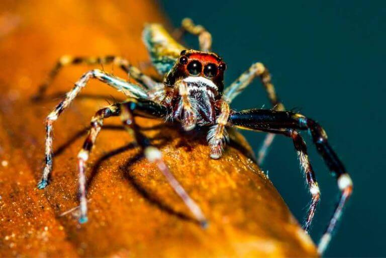 24 Black And White Spiders: Characteristics & Habitats | Spiders Planet