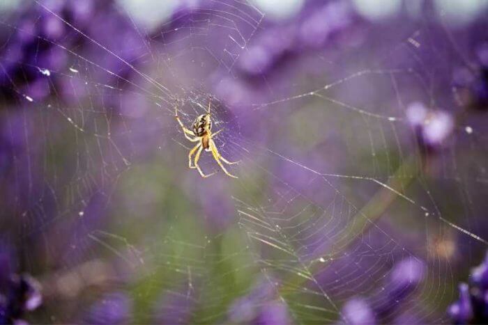 Does Lavender Really Repel Spiders? | Spiders Planet