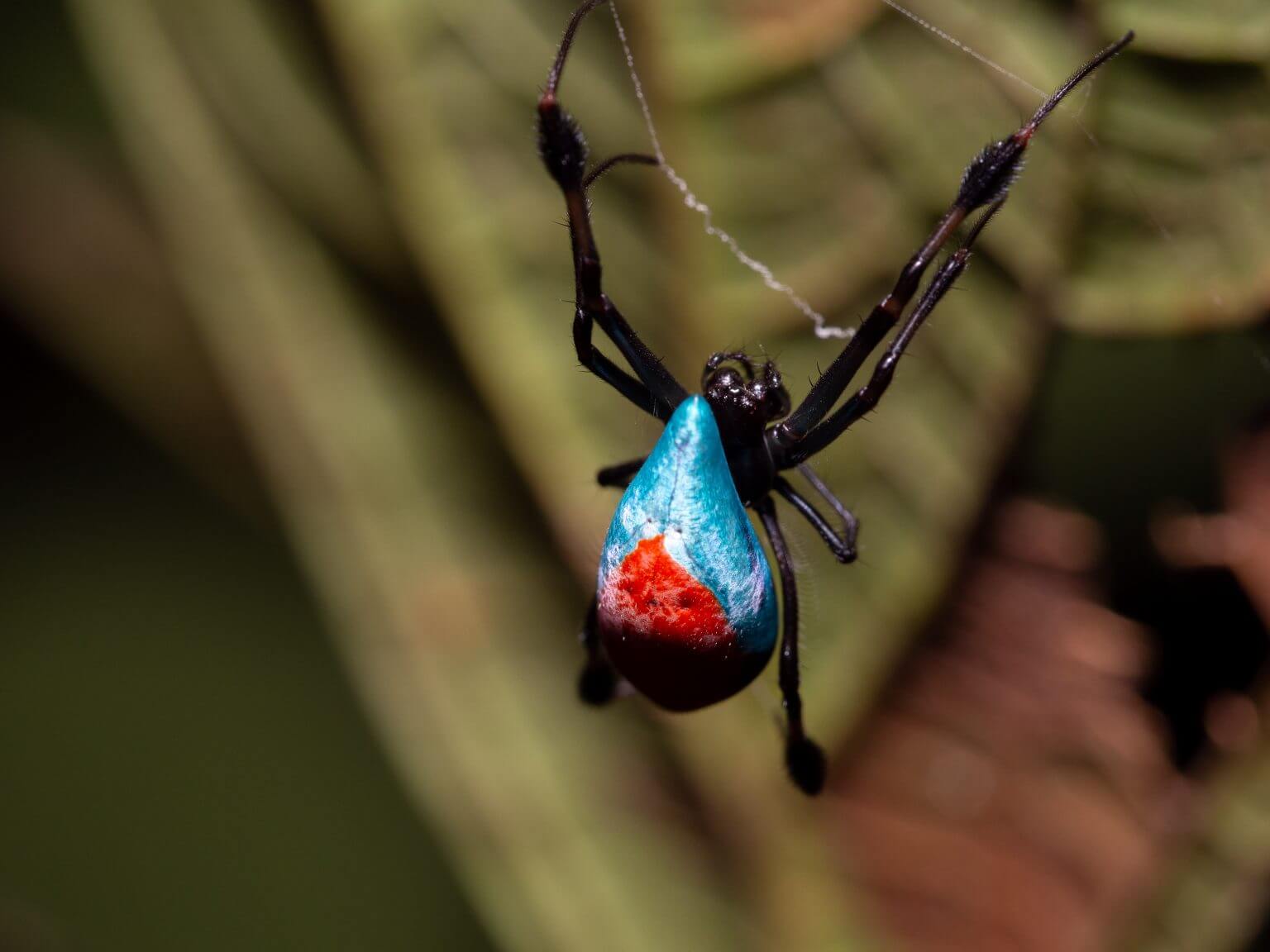 6 Unique Red And Blue Spiders With Photos! | Spiders Planet