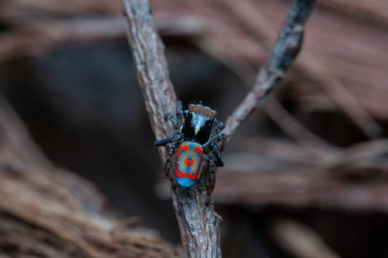 6 Unique Red And Blue Spiders With Photos! | Spiders Planet