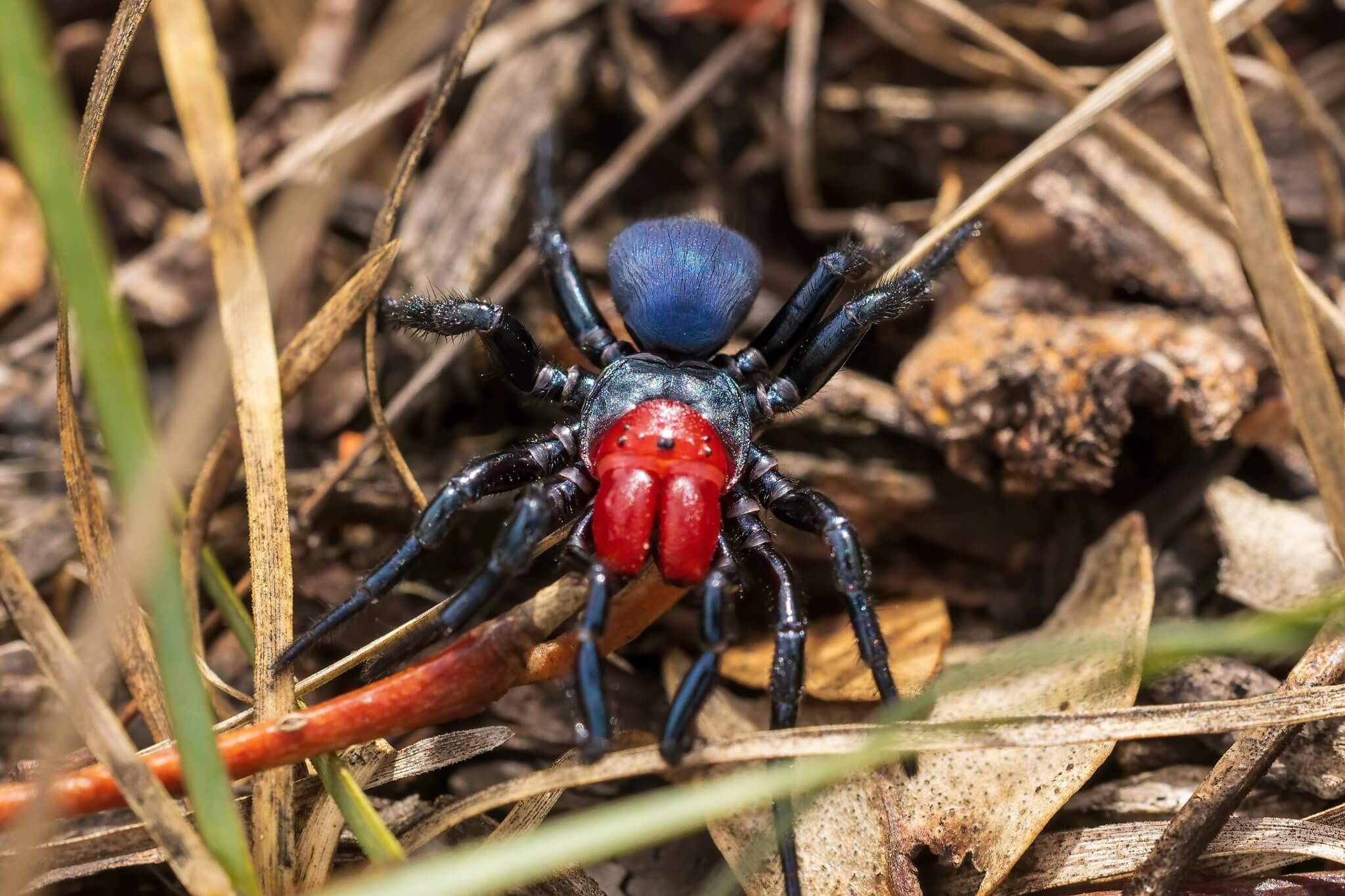 6 Unique Red And Blue Spiders With Photos! | Spiders Planet