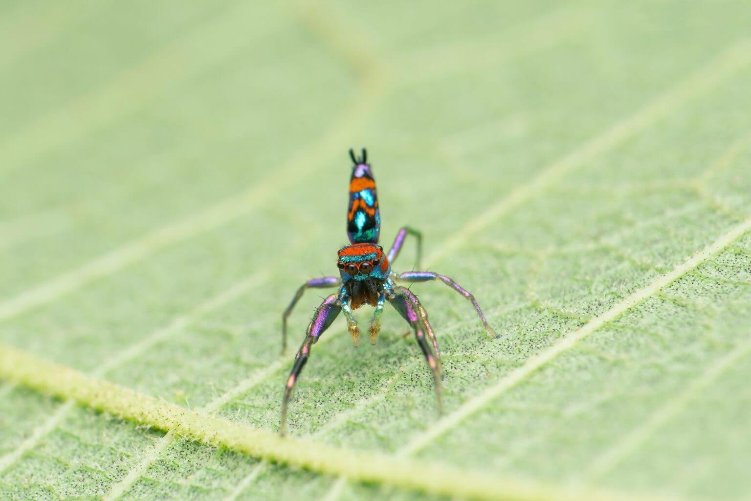 6 Unique Red And Blue Spiders With Photos! | Spiders Planet