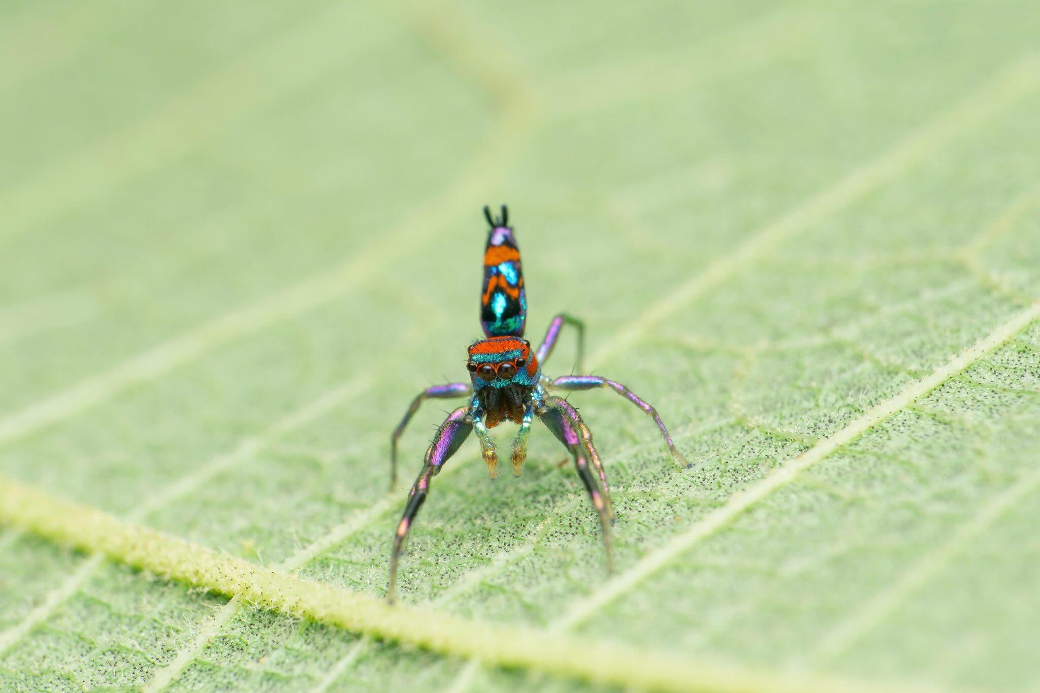 6 Unique Red And Blue Spiders With Photos! | Spiders Planet