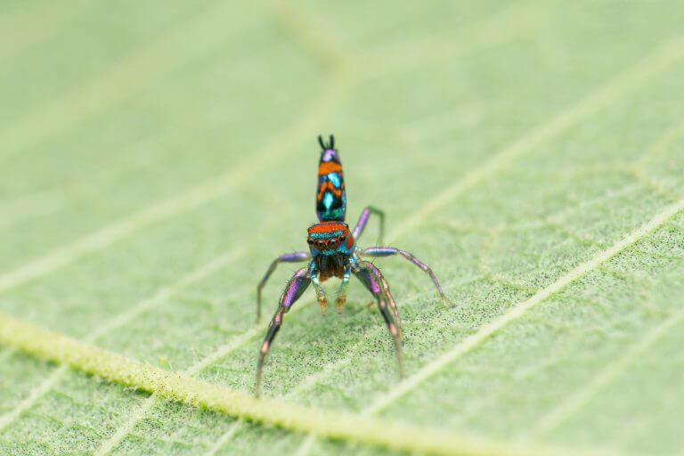 6 Unique Red And Blue Spiders With Photos! | Spiders Planet