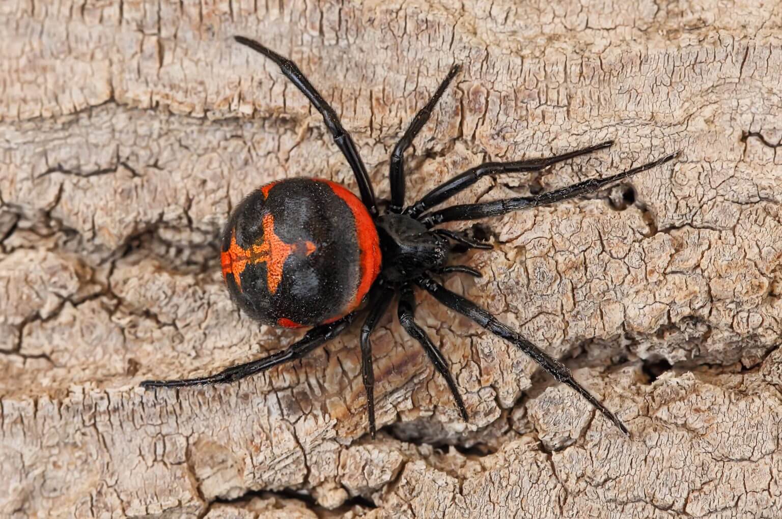 6 Unique Red And Blue Spiders With Photos! | Spiders Planet