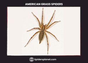 Grass Spider: Appearance, Habitat, Lifecycle, Preventive Measures