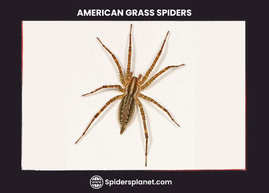 Grass Spider: Appearance, Habitat, Lifecycle, Preventive Measures