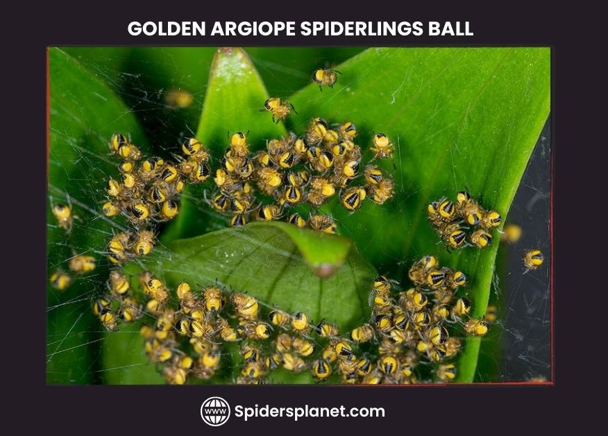 Jumping Spider Baby Advise: From Spiderlings to Adulthood