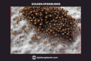 Jumping Spider Baby Advise: From Spiderlings to Adulthood