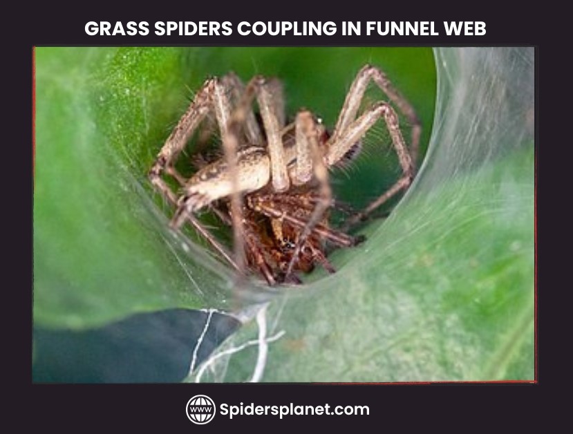 Grass Spider: Appearance, Habitat, Lifecycle, Preventive Measures
