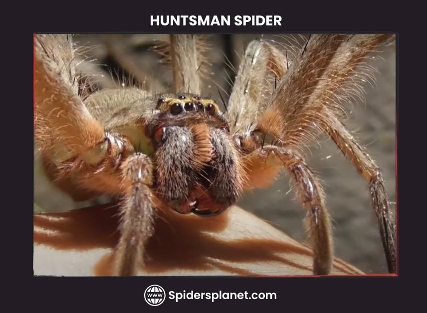 What is a Huntsman Spider? (Heteropodidae) - The Ultimate Guide