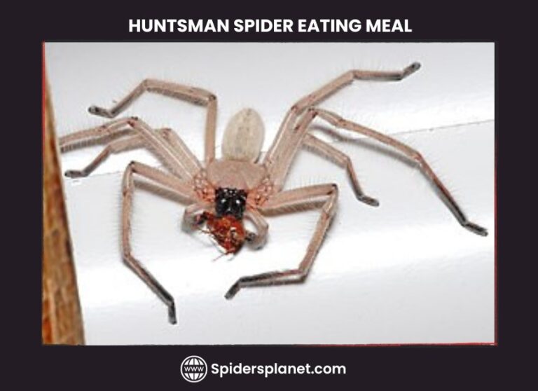 What is a Huntsman Spider? (Heteropodidae) - The Ultimate Guide