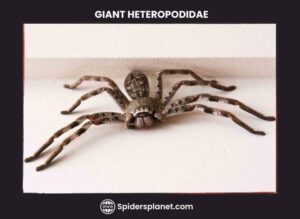 What is a Huntsman Spider? (Heteropodidae) - The Ultimate Guide