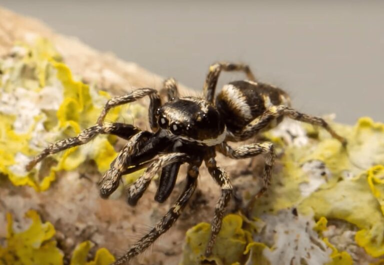 Zebra Spider: Habitat, Diet, Reproduction & Facts