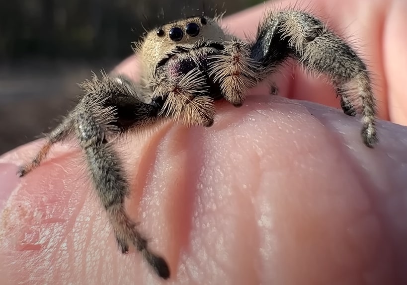 Regal Jumping Spider: Expert Care, Breeding, and Price Guide