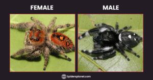 Regal Jumping Spider: Expert Care, Breeding, and Price Guide