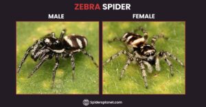Zebra Spider: Habitat, Diet, Reproduction & Facts