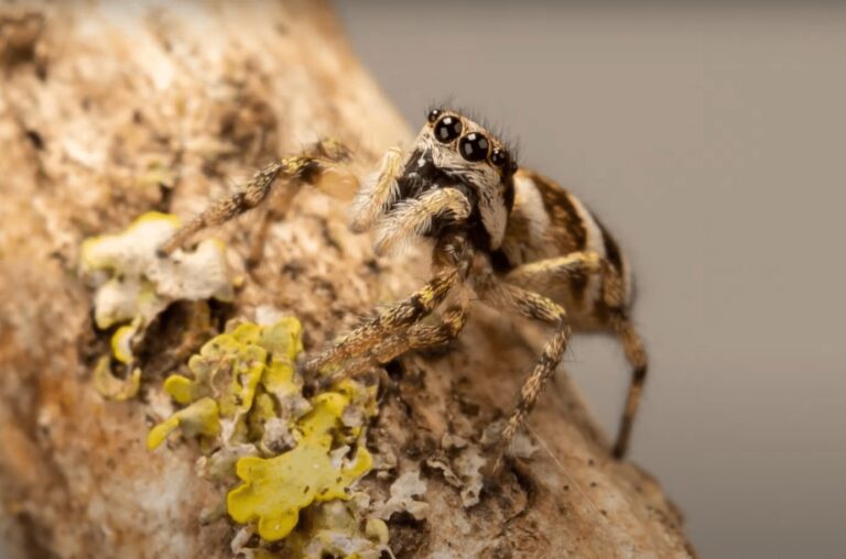 Zebra Spider: Habitat, Diet, Reproduction & Facts
