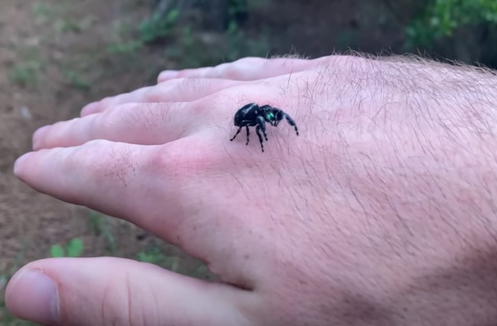 Bold Jumping Spider - Your New Adorable & Exciting Pet